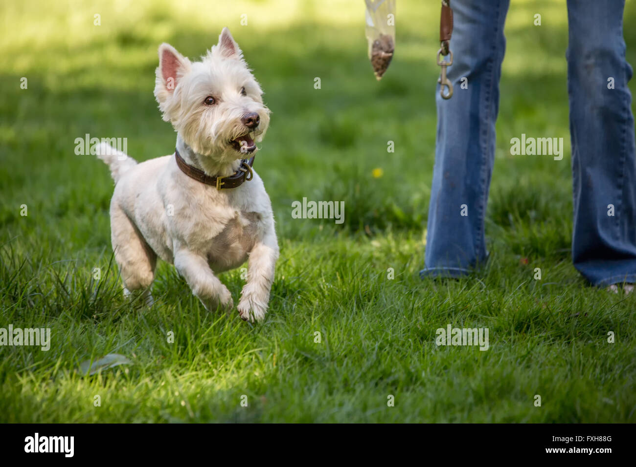 Westie hi-res stock photography and images - Alamy