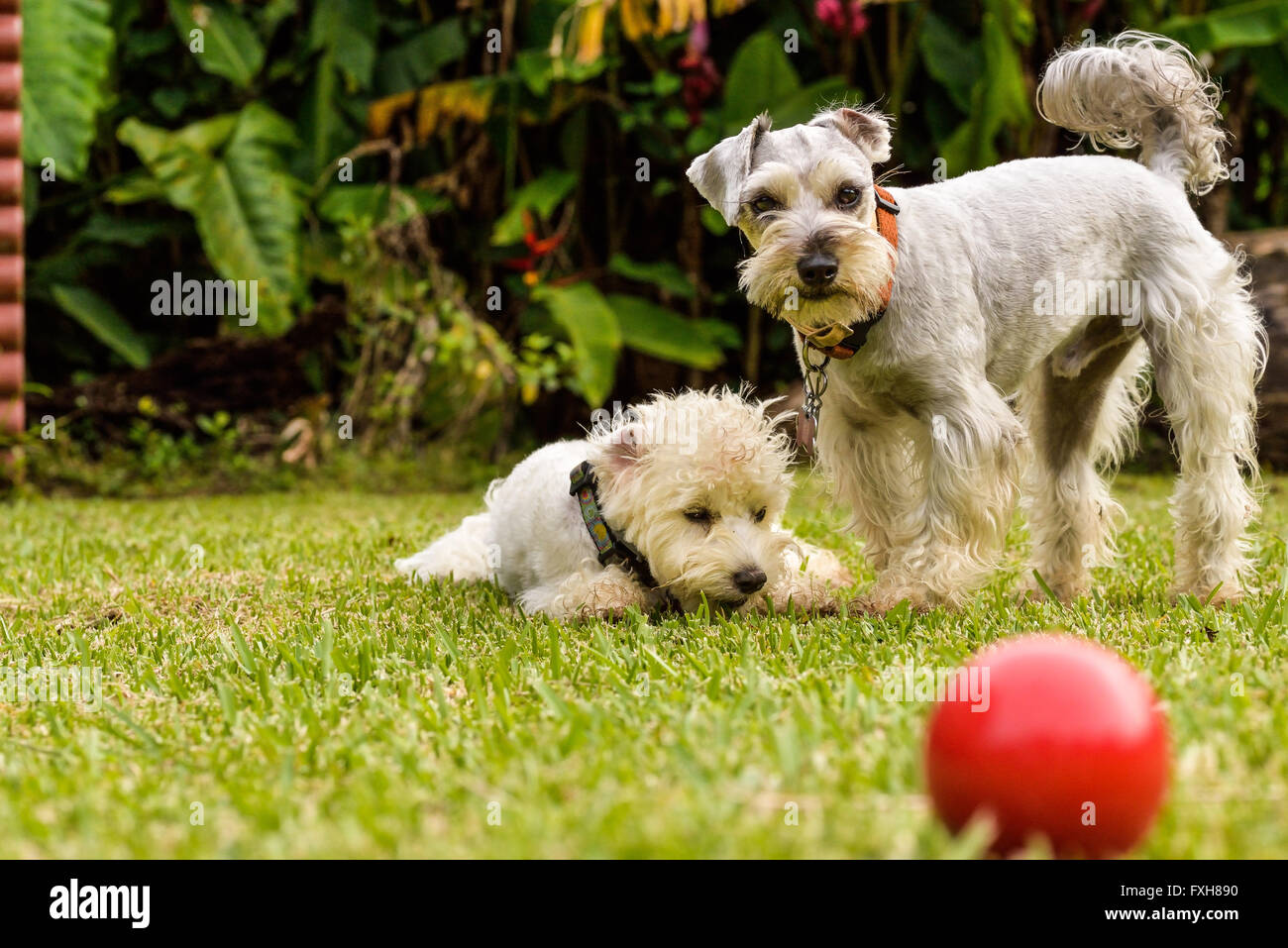 Hairy red ball hi-res stock photography and images - Alamy