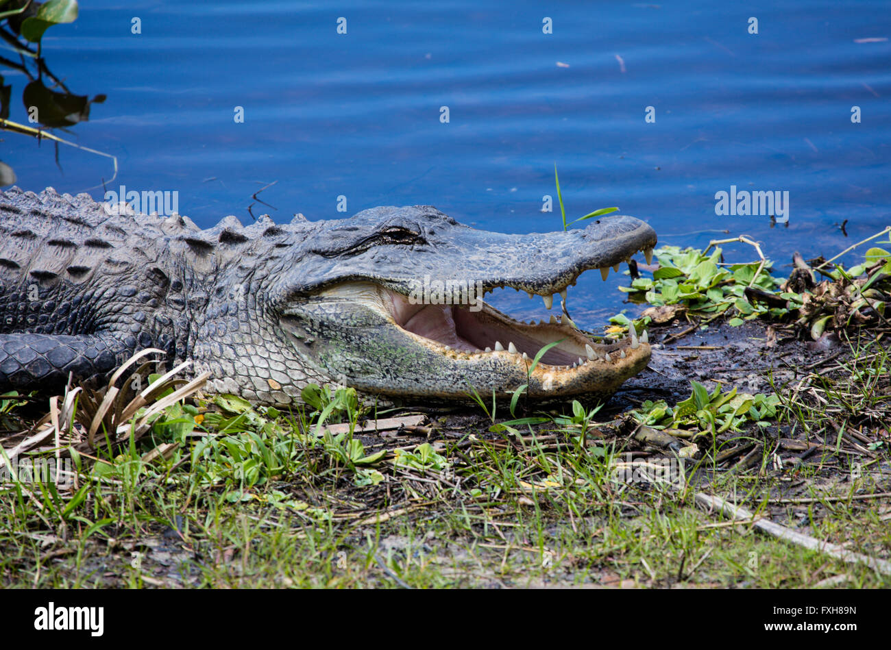 Alligator With Mouth Open High Resolution Stock Photography and Images ...