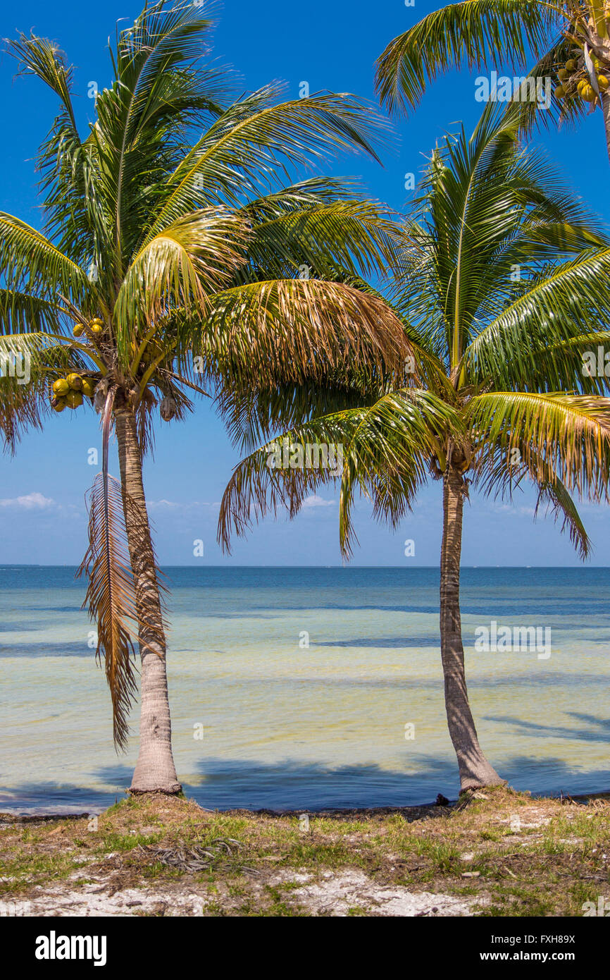 Palm tree palms trees hi-res stock photography and images - Alamy