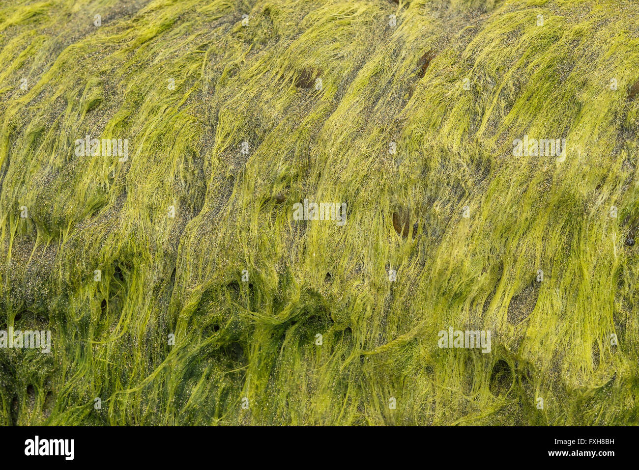 Texture of seaweed hi-res stock photography and images - Alamy