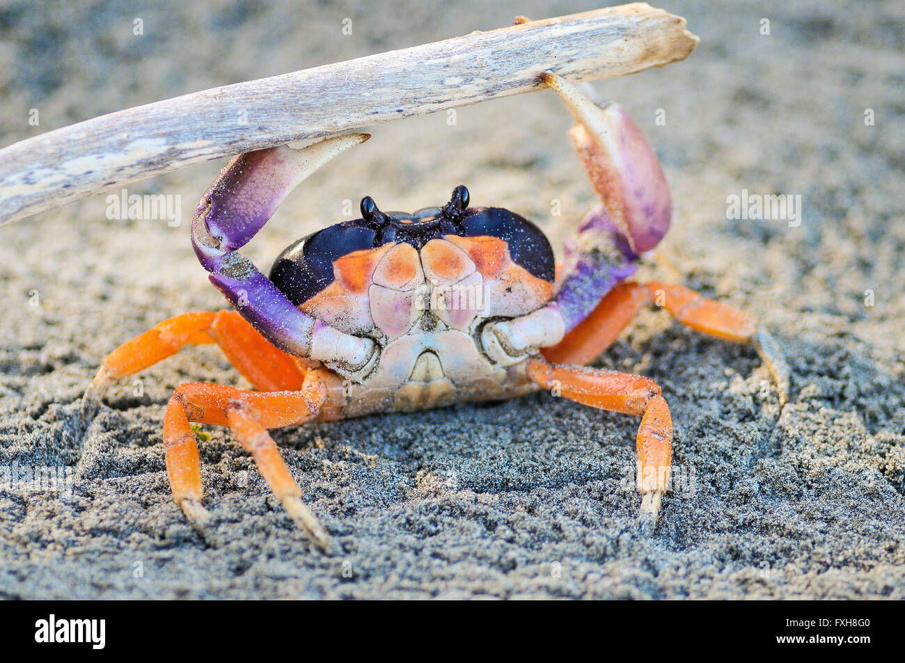 Orange Crab on the sand lifting a stick Stock Photo - Alamy