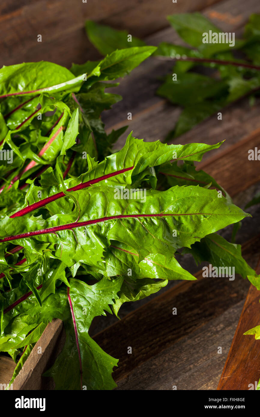 Raw Organic Red Dandelion Greens Ready to Chop Stock Photo - Alamy