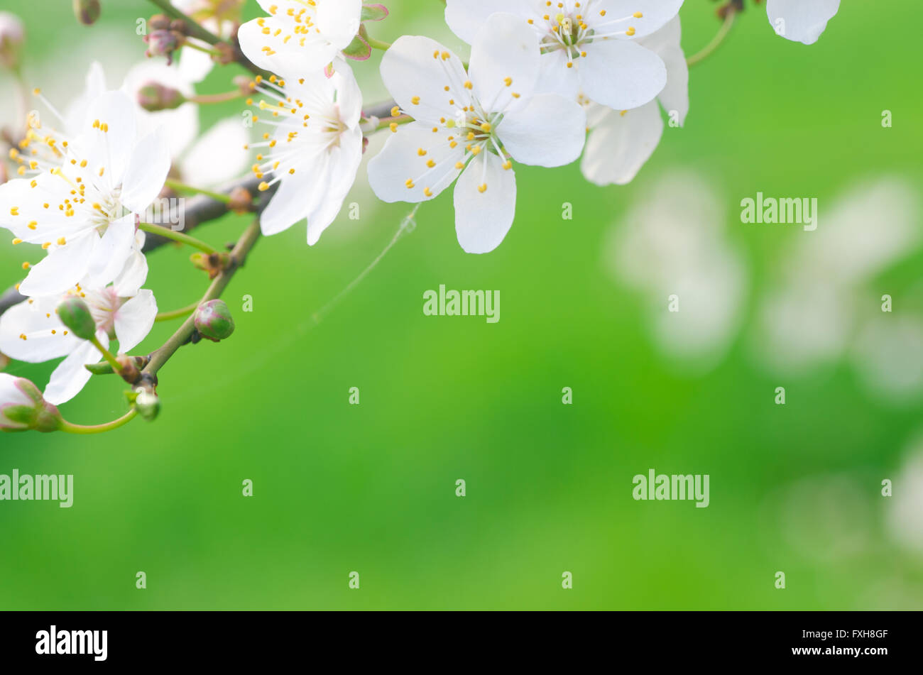 White cherry blossom macro hi-res stock photography and images - Alamy