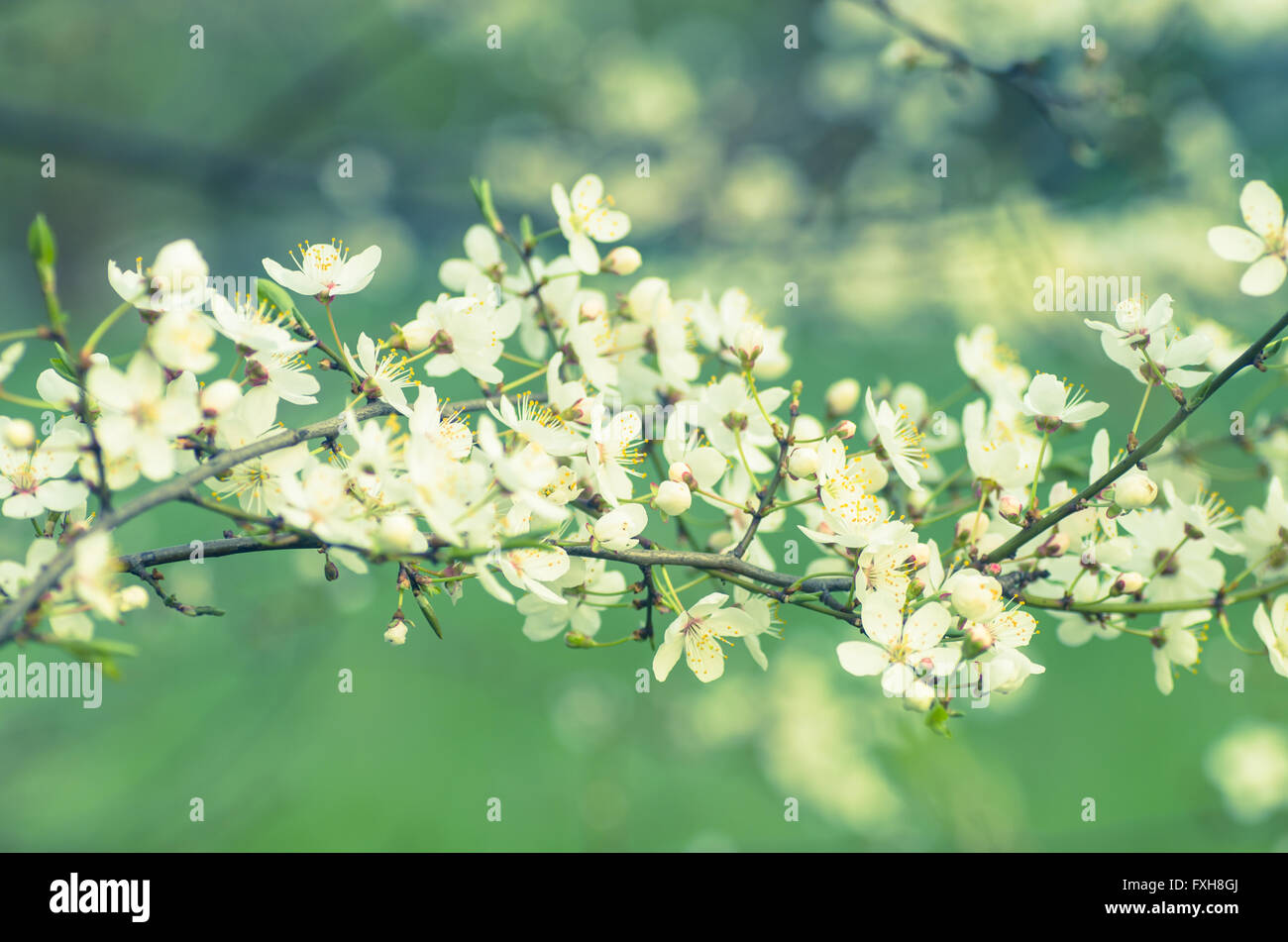 Closeup cherry spring tree hi-res stock photography and images - Alamy