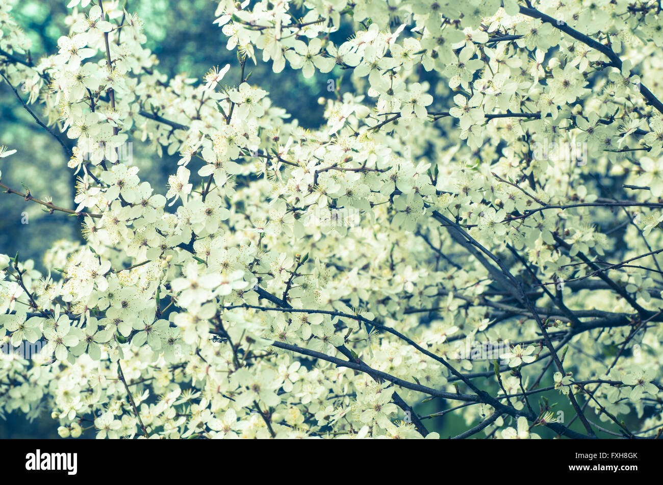 Spring cherry blossom closeup hi-res stock photography and images - Alamy