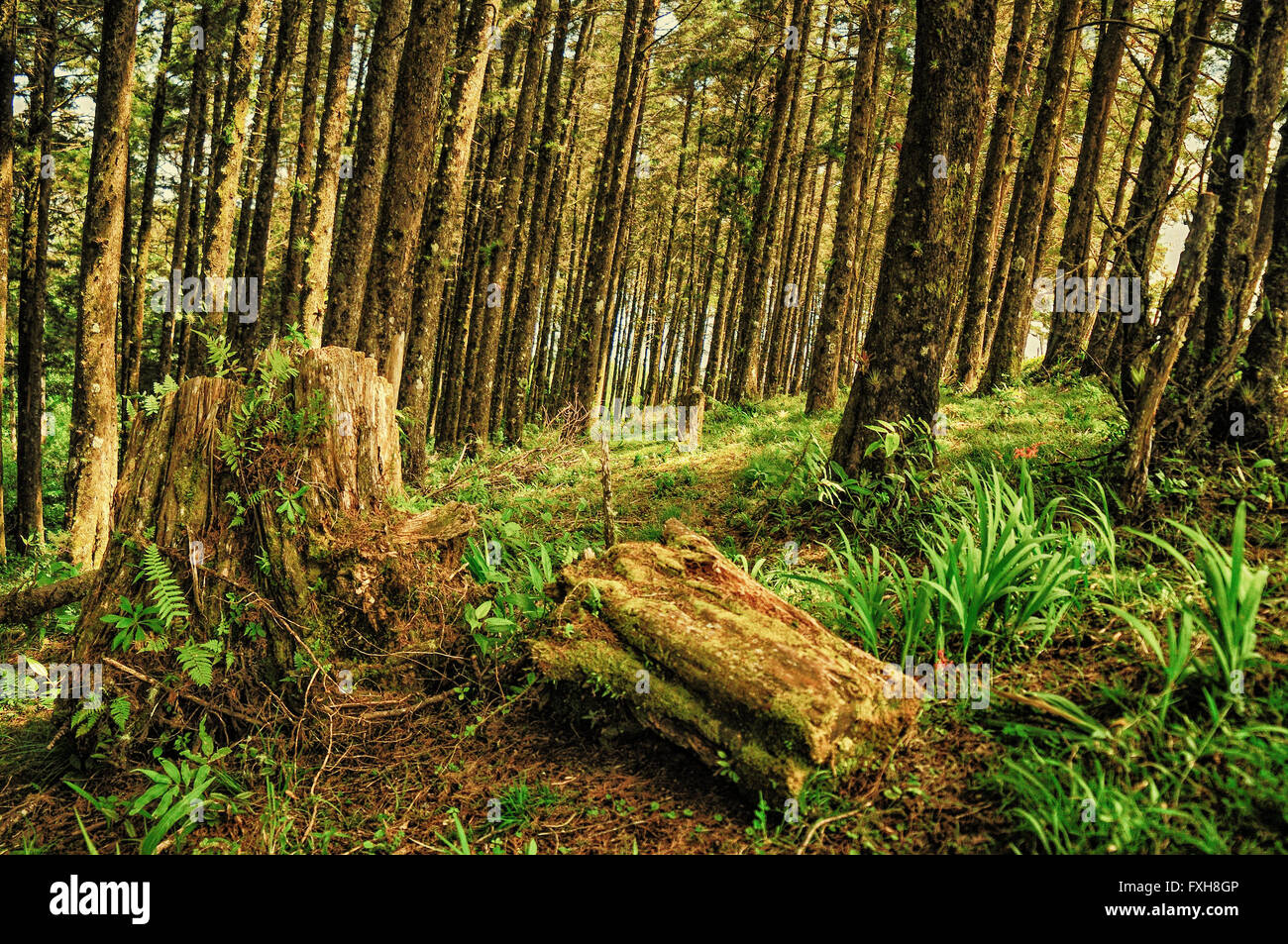 Inside a Pine Trees Forest Stock Photo - Alamy