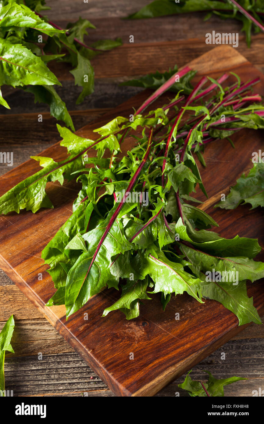 Raw Organic Red Dandelion Greens Ready to Chop Stock Photo - Alamy