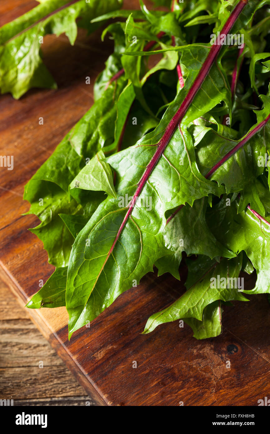 Raw Organic Red Dandelion Greens Ready to Chop Stock Photo - Alamy