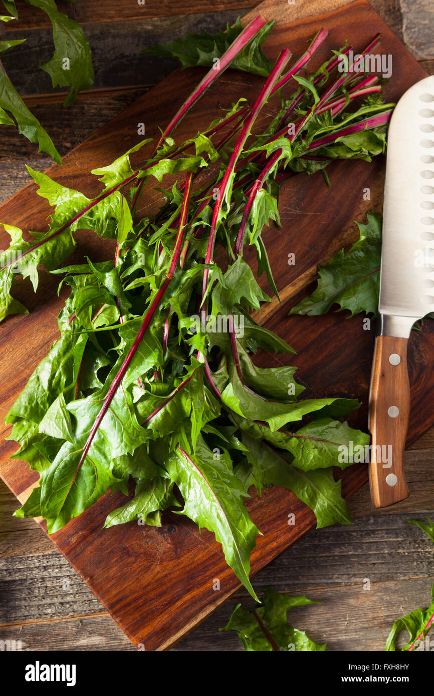Raw Organic Red Dandelion Greens Ready to Chop Stock Photo - Alamy