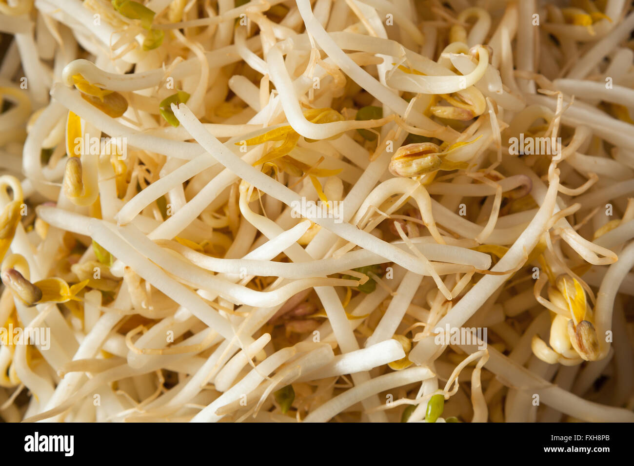 Raw Healthy White Bean Sprouts Ready for Cooking Stock Photo - Alamy