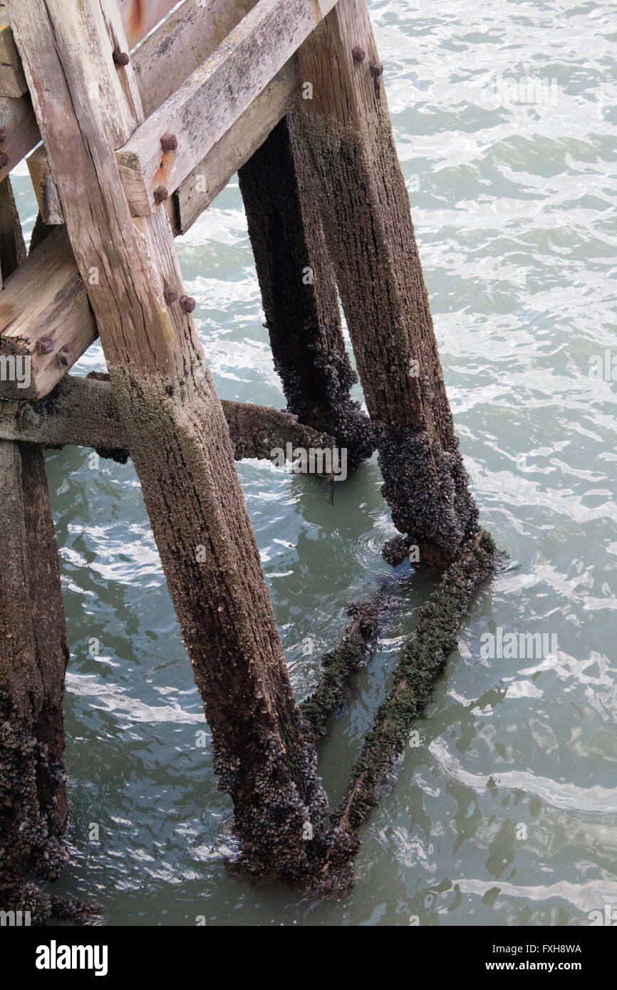 Barnacles on a pier Stock Photo - Alamy
