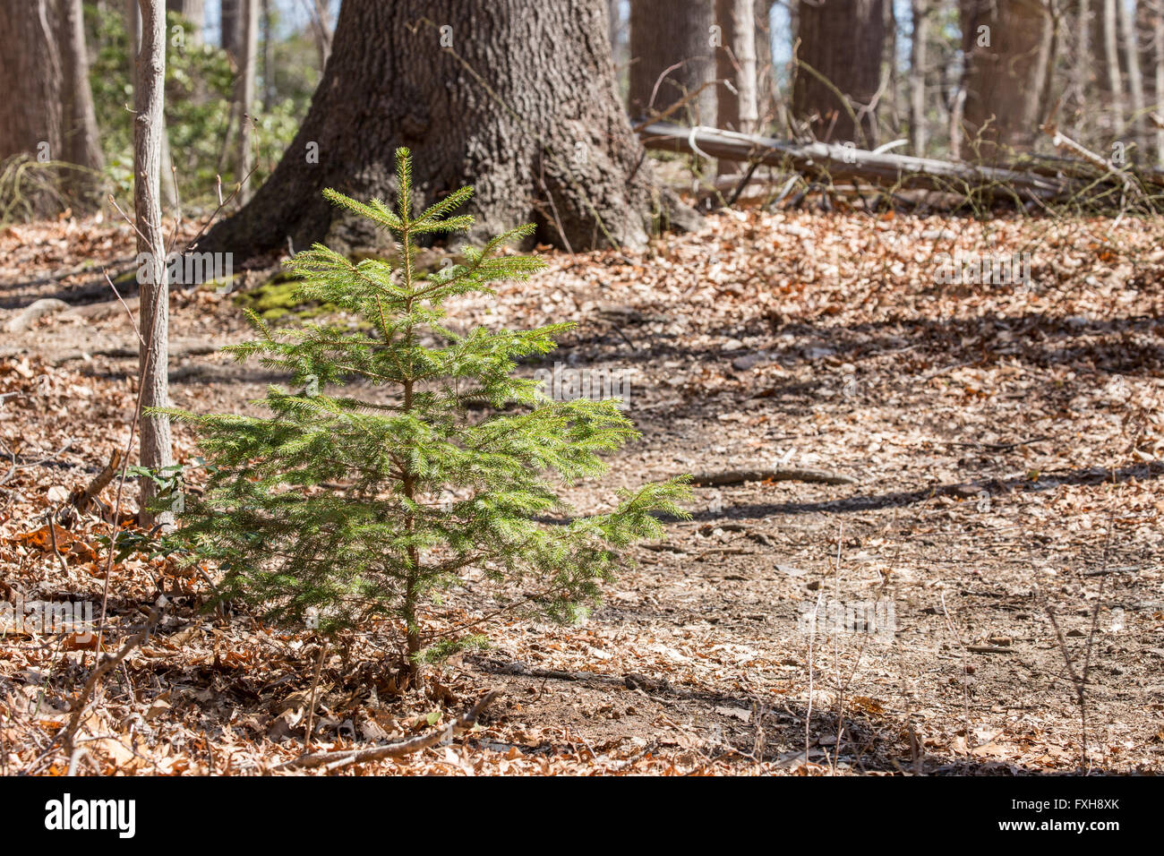 Young evergreen tree on the trails of Huber Woods Park in Rumson, New ...