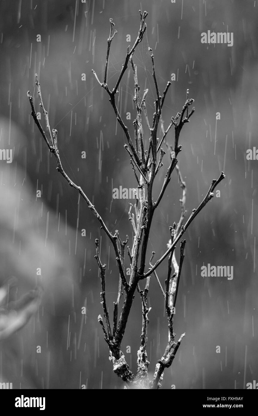 Rain on a tree branch Stock Photo - Alamy