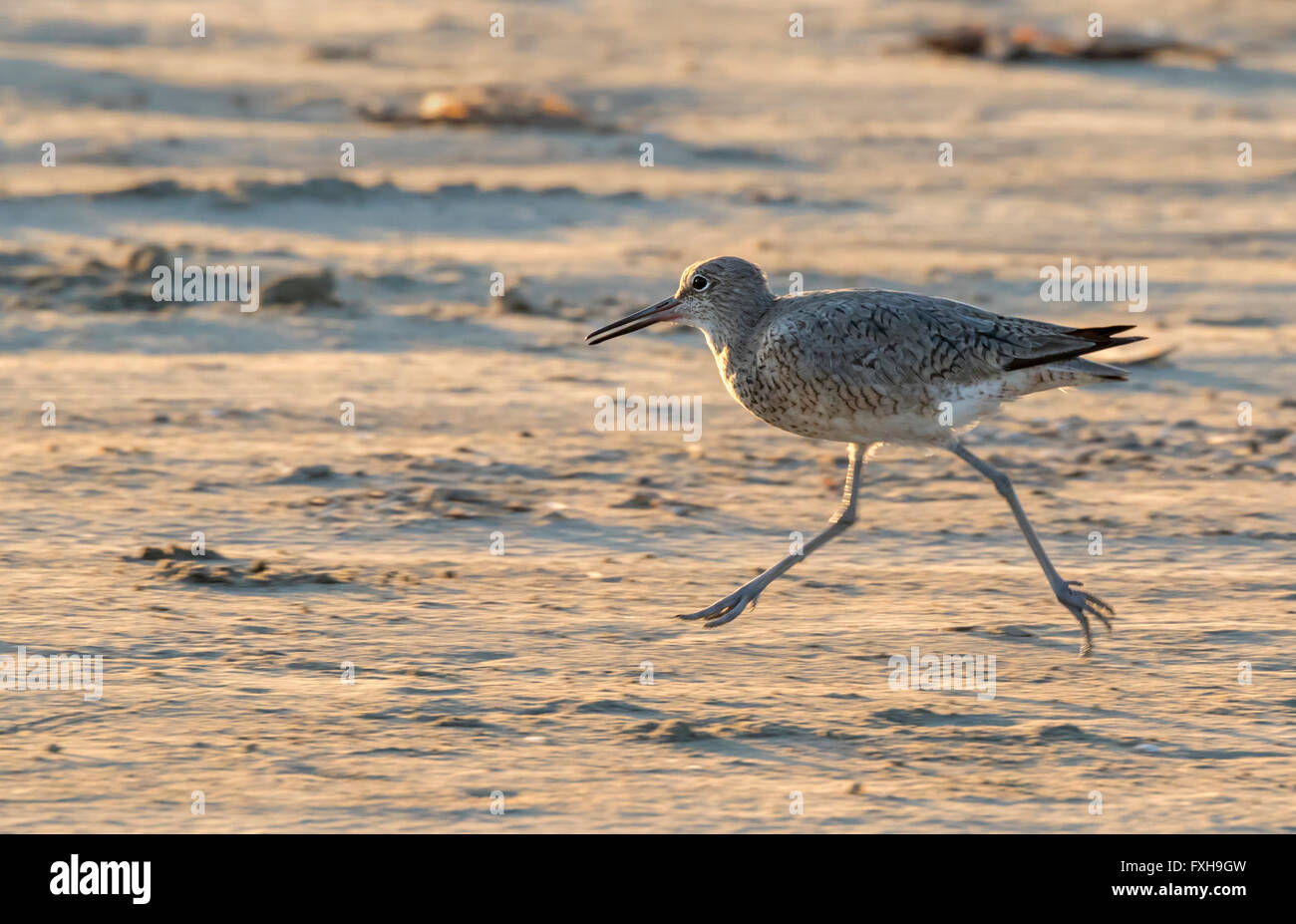 Willet shorebird bird sunset beach hi-res stock photography and images ...