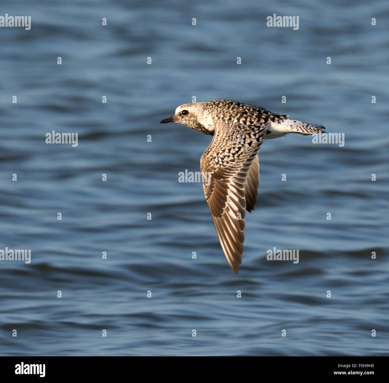 Flying plover hi-res stock photography and images - Alamy