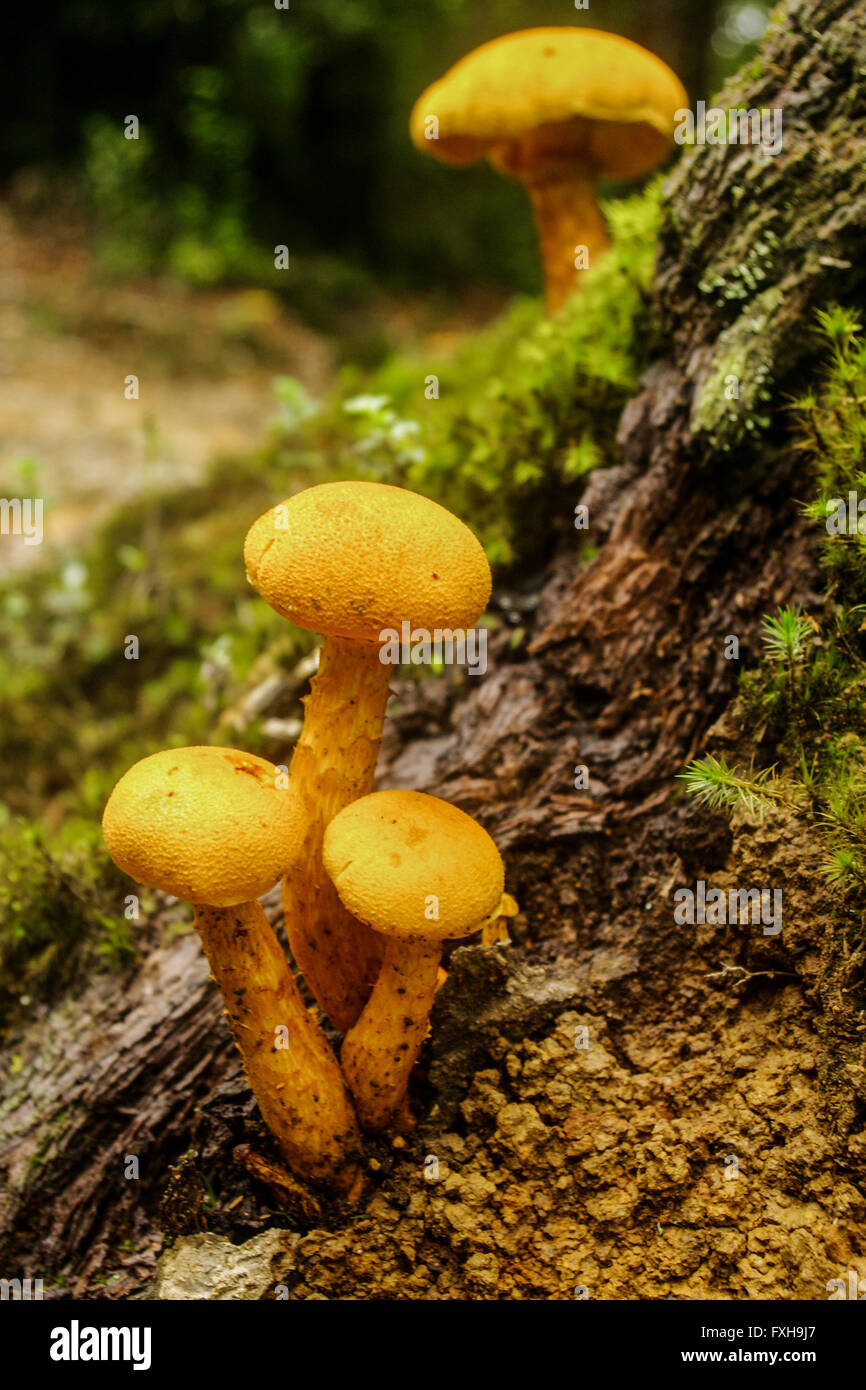 Alive mushroom hi-res stock photography and images - Alamy
