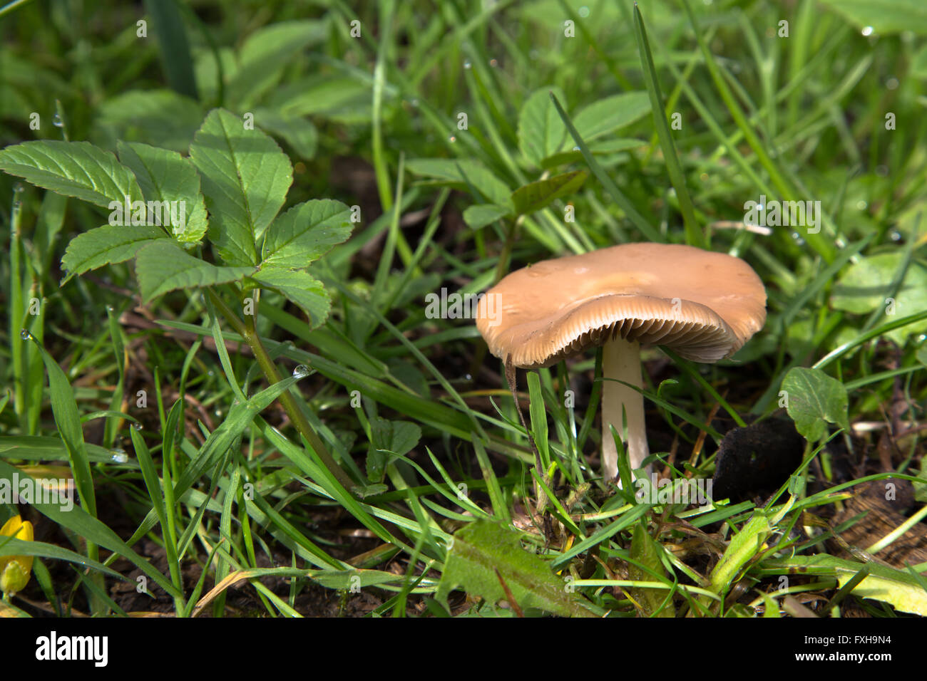 Fungi image of Common Funnel (Clitocybe gibba) captured in grassland ...