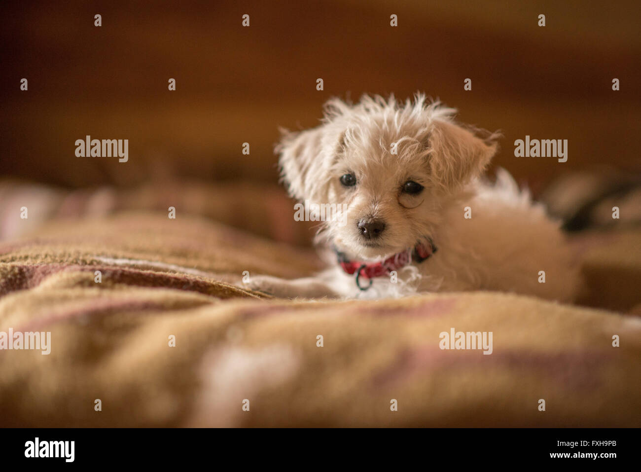 Puppy Sleeping on a Bed Stock Photo - Alamy