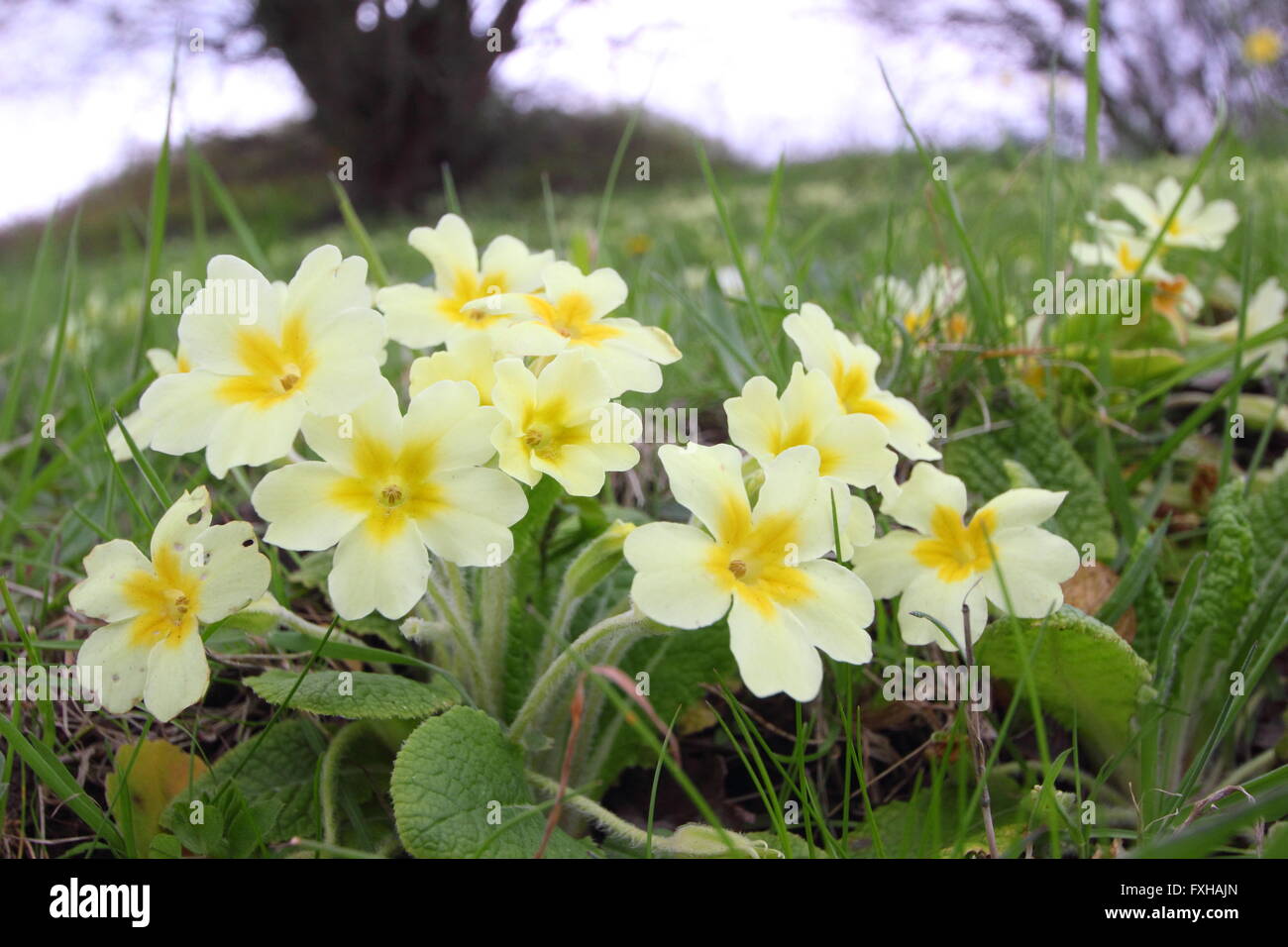 Wild primroses uk hi-res stock photography and images - Alamy