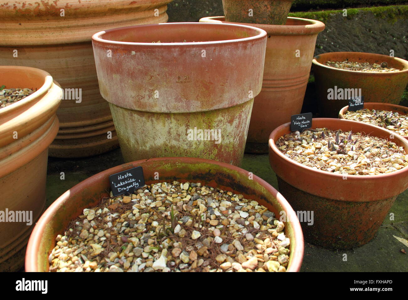 Hostas, including 'lakeside dragonfly', 'holy mouse ears' and 'blue ...