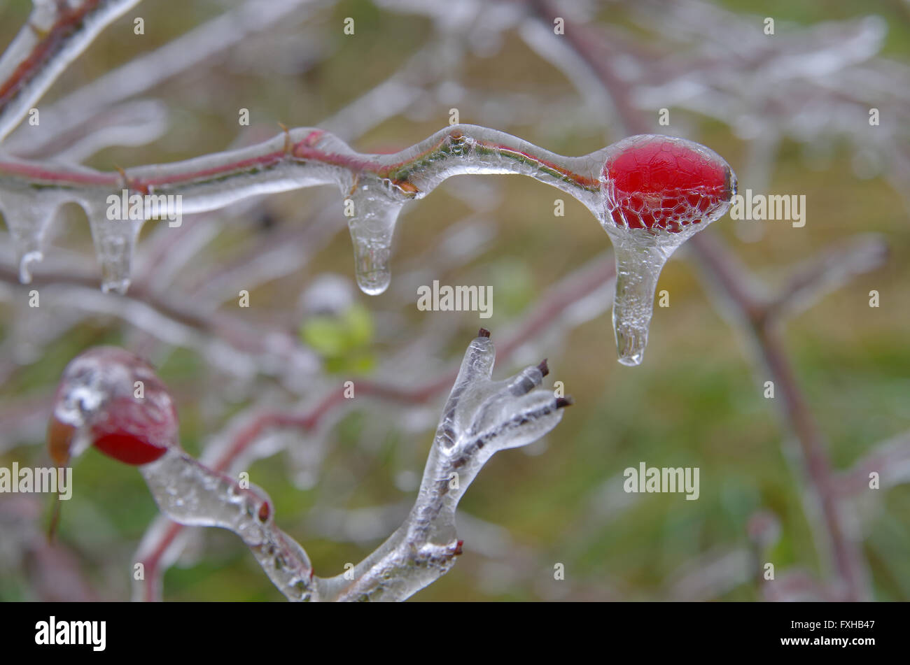 Cold and fog. Branches of trees icing Stock Photo - Alamy