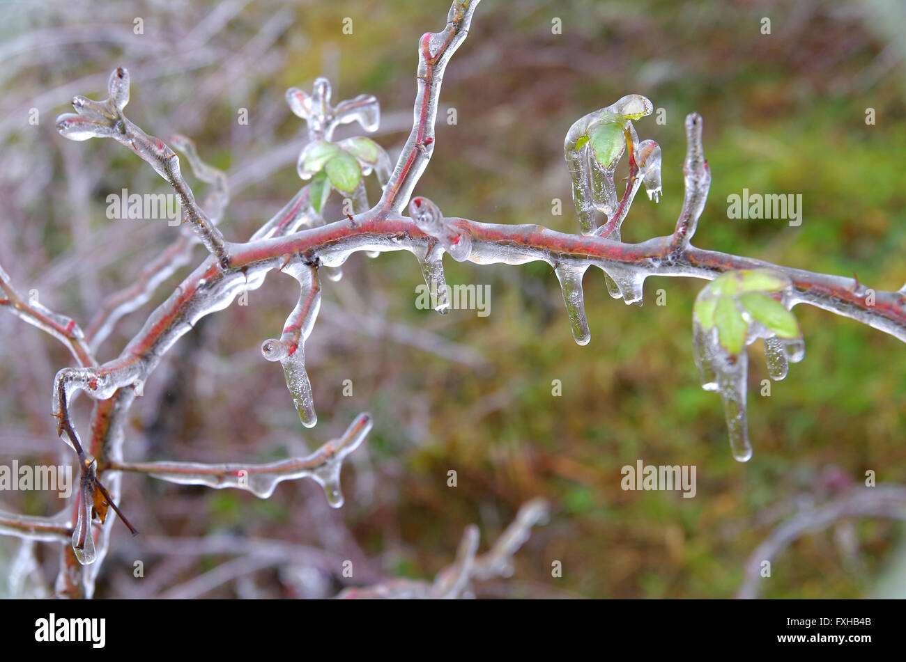 Cold and fog. Branches of trees icing Stock Photo - Alamy