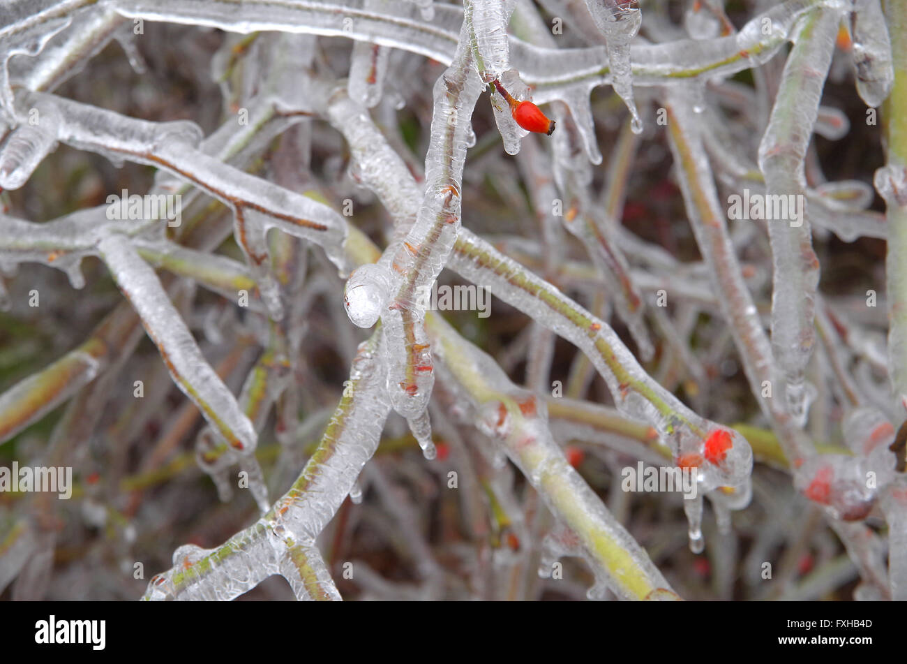 Cold and fog. Branches of trees icing Stock Photo - Alamy