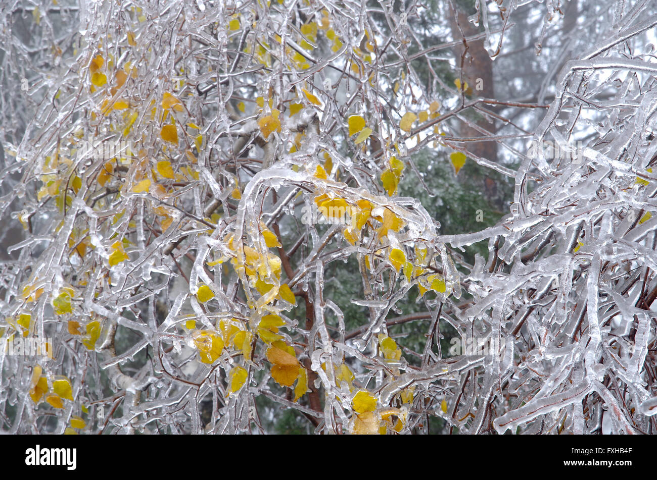 Cold and fog. Branches of trees icing Stock Photo - Alamy