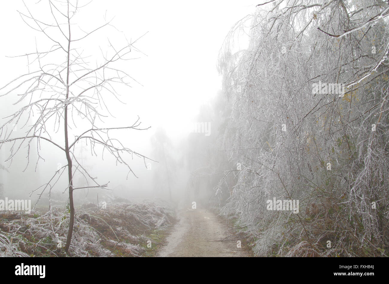 Cold and fog. Branches of trees icing Stock Photo - Alamy