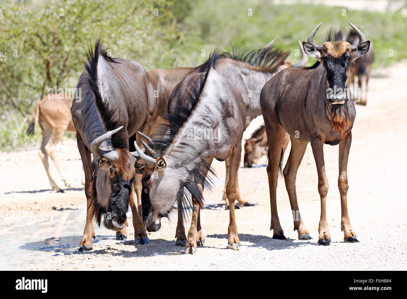 Wildebeests, Etosha, Namibia Stock Photo - Alamy
