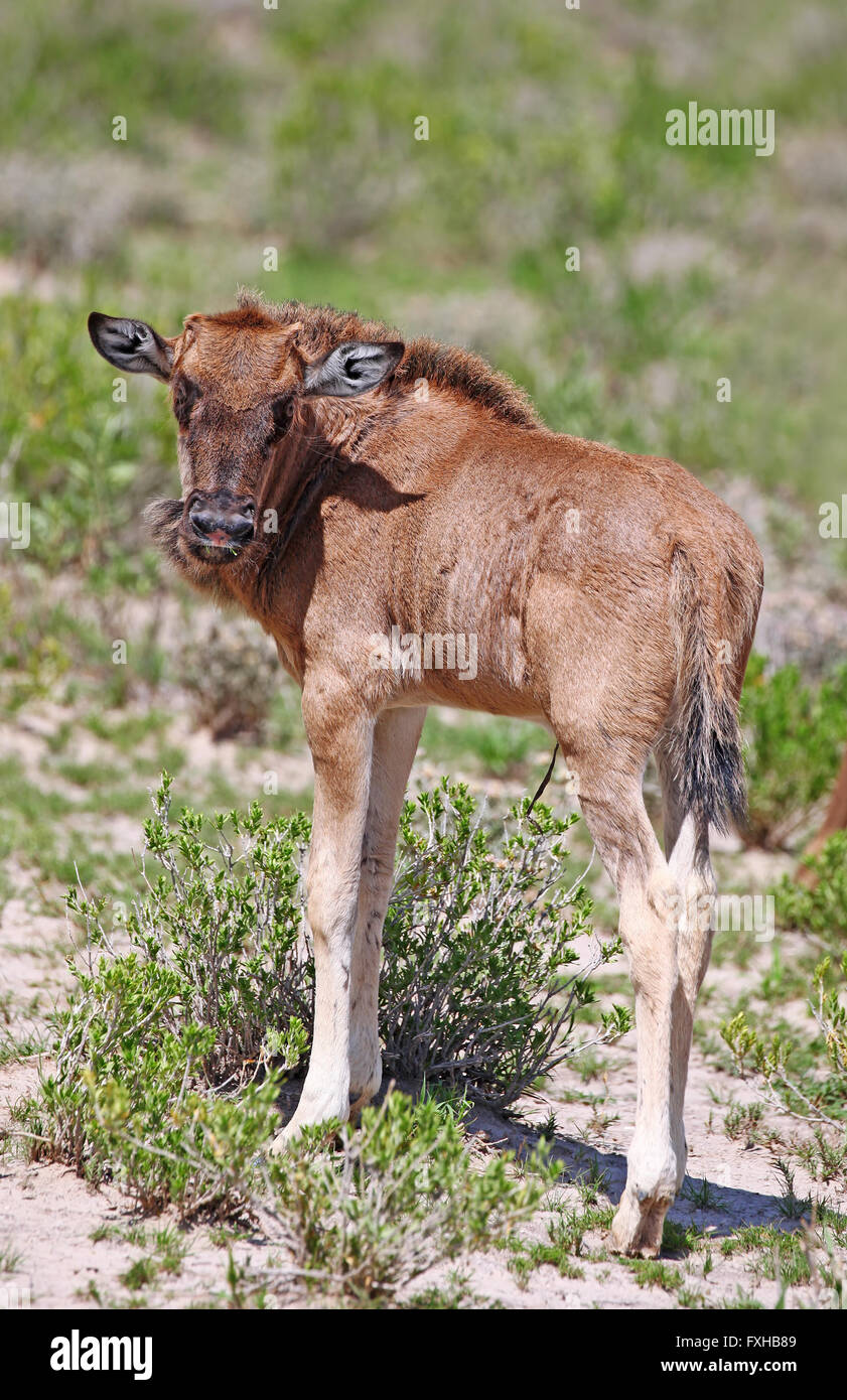 Young blue wildebeest hi-res stock photography and images - Alamy