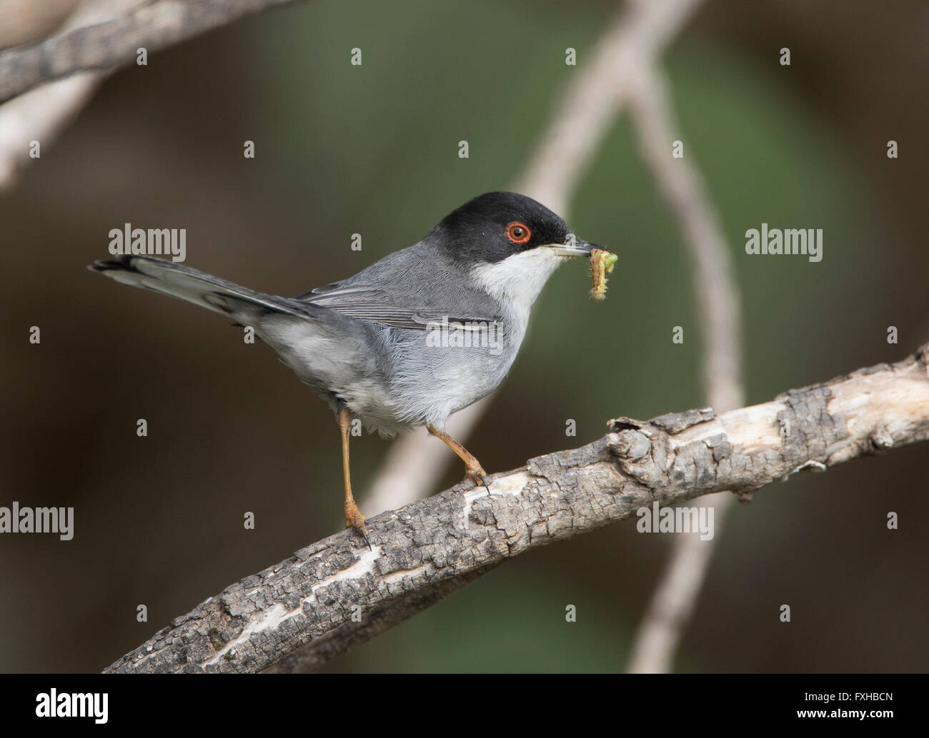 Male Sardinian Warbler Sylvia melanocephala Stock Photo - Alamy