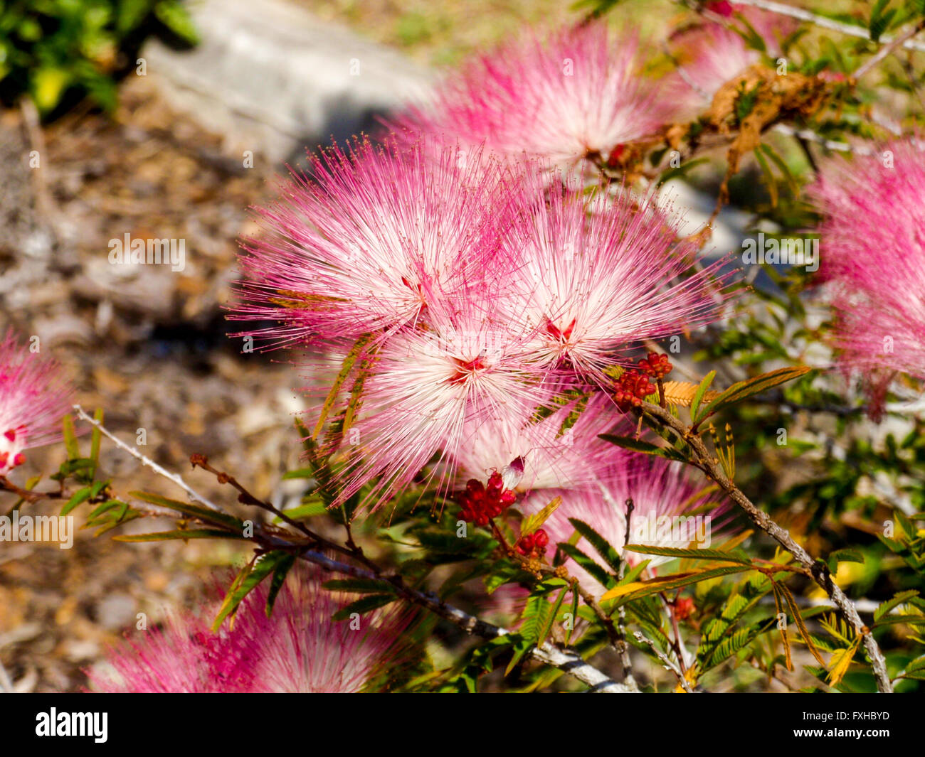 Australian mimosa hi-res stock photography and images - Alamy