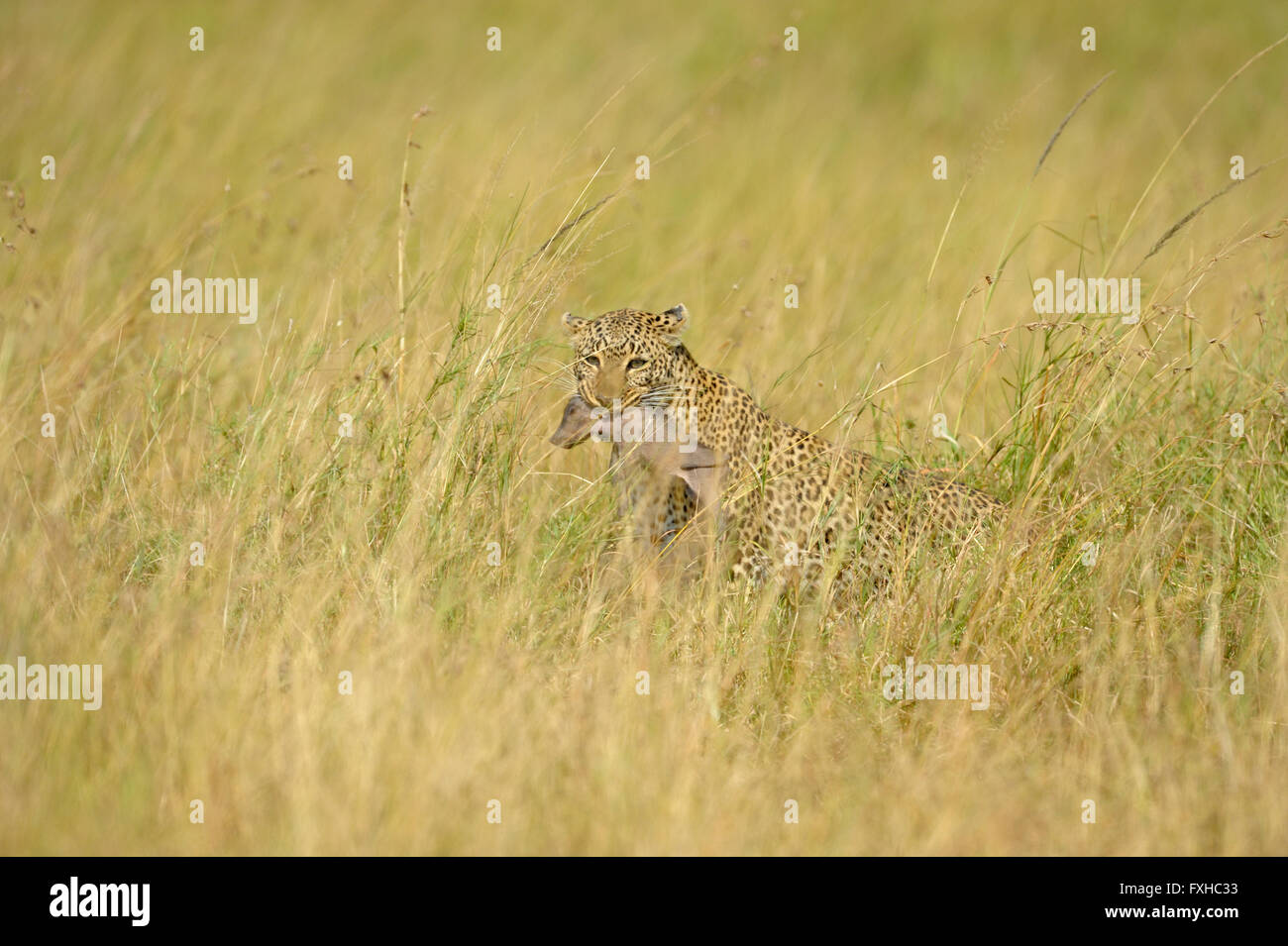African Leopard (Panthera pardus pardus) walking through the grasslands ...