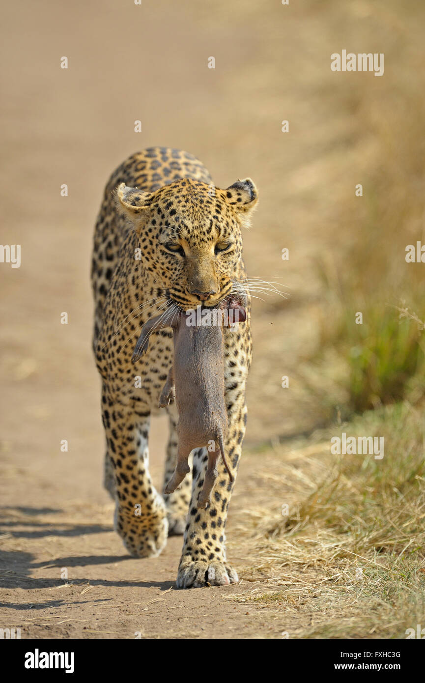 African Leopard (Panthera pardus pardus) walking through the grasslands ...