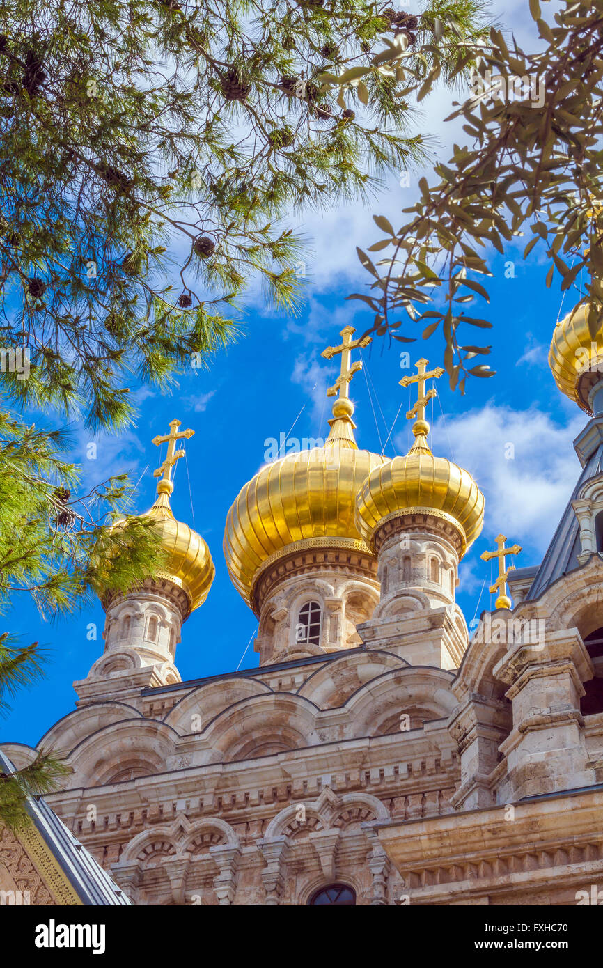 Jerusalem pine hi-res stock photography and images - Alamy