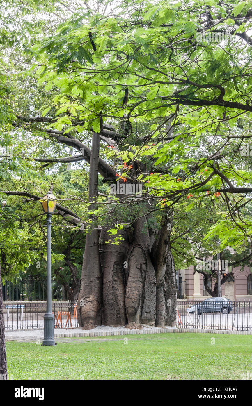 Trees Republic Plaza Recife Pernambuco Brazil Stock Photo - Alamy