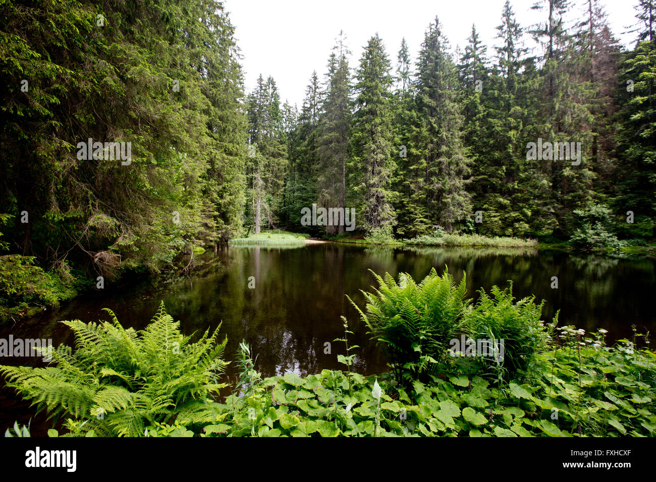 Lake in the Bavarian Forest National Park, Bavaria, Germany Stock Photo ...