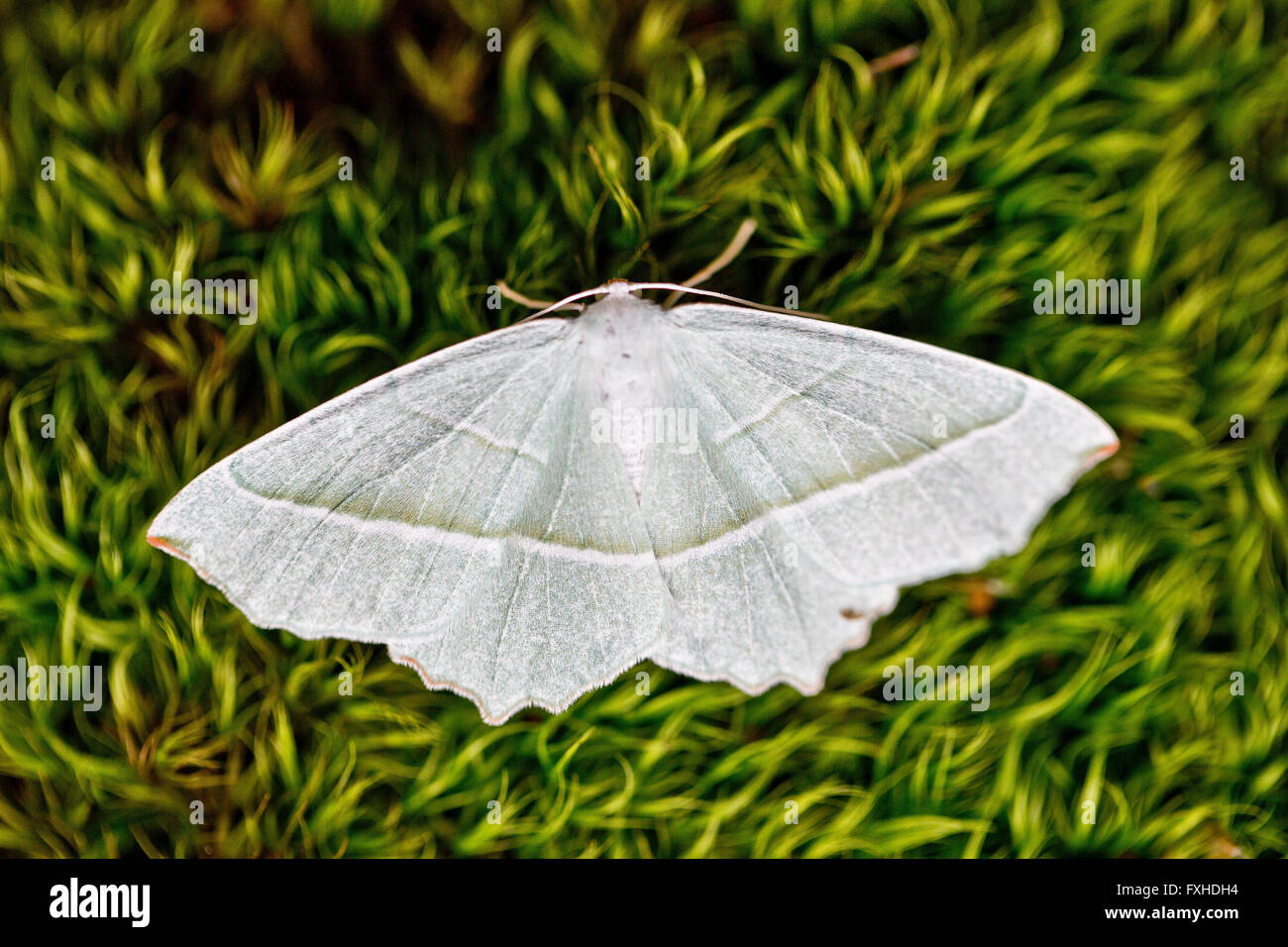 Moth, Moss, Mittenwald, Bavaria, Germany Stock Photo - Alamy