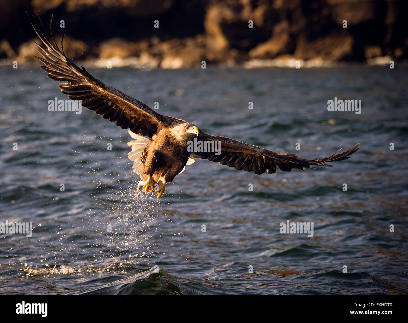 white Tailed Sea Eagle clutching a fish. Taken in Scotland Stock Photo ...