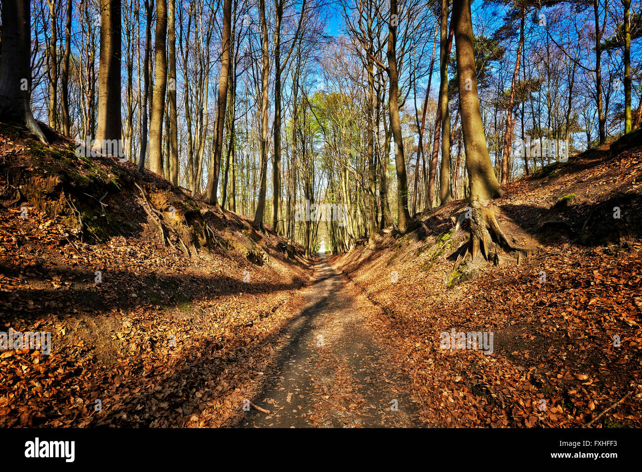 Morning sunlight in forest of Halle with fantastic and mystery trail ...