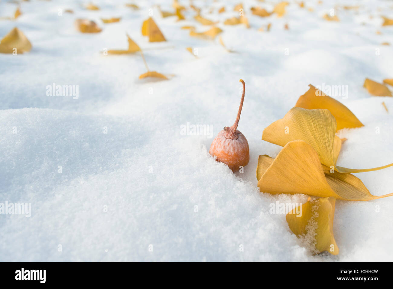 fallen leaves in winter Stock Photo - Alamy