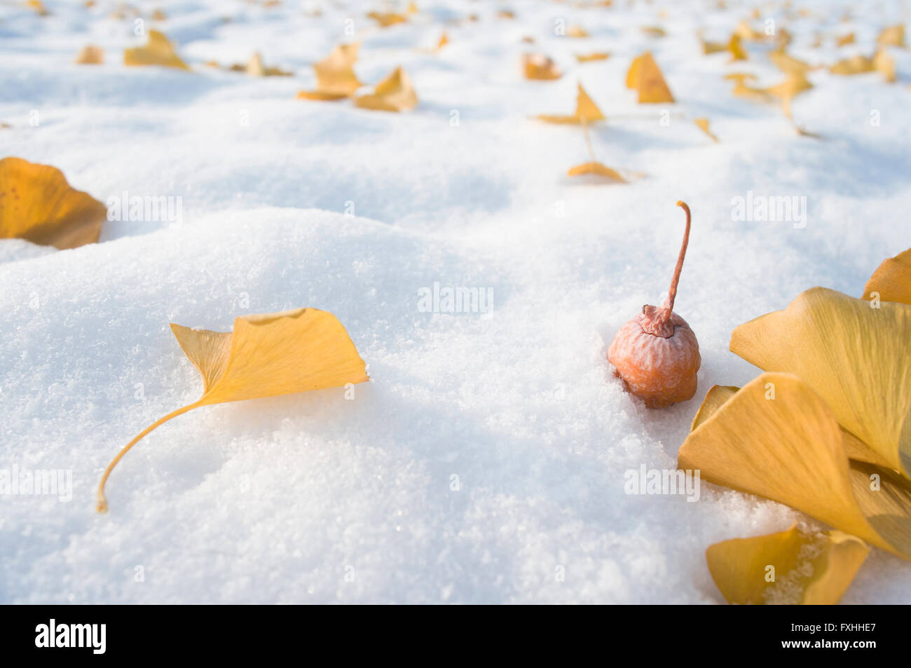 fallen leaves in winter Stock Photo - Alamy