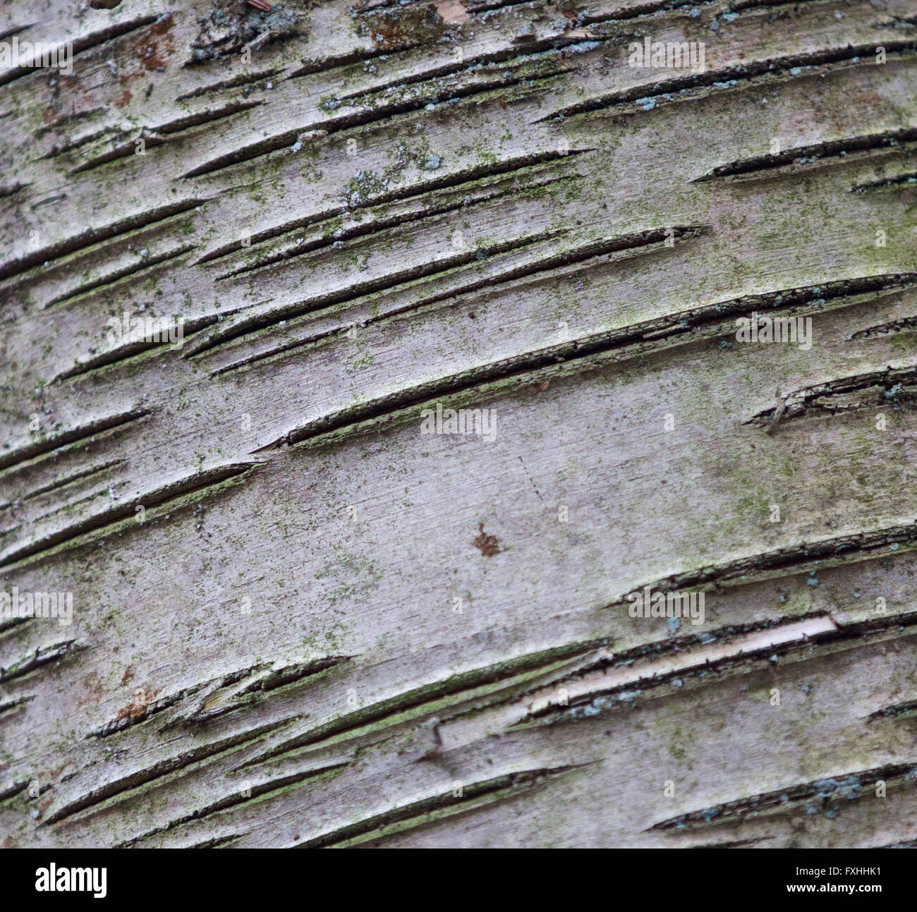 Beautiful pattern of the old gray tree's bark Stock Photo - Alamy