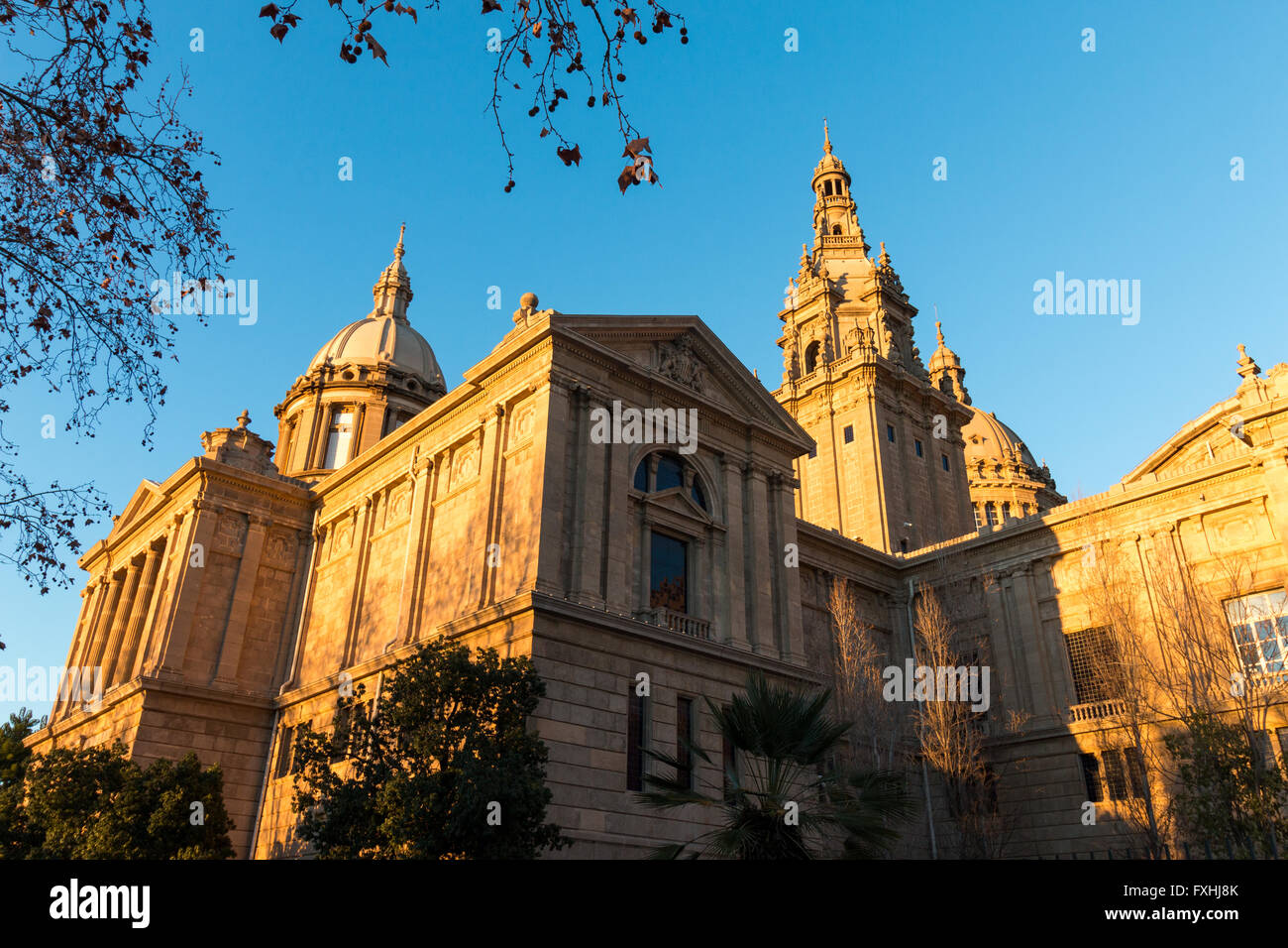 Barcelona spain large tree hi-res stock photography and images - Alamy