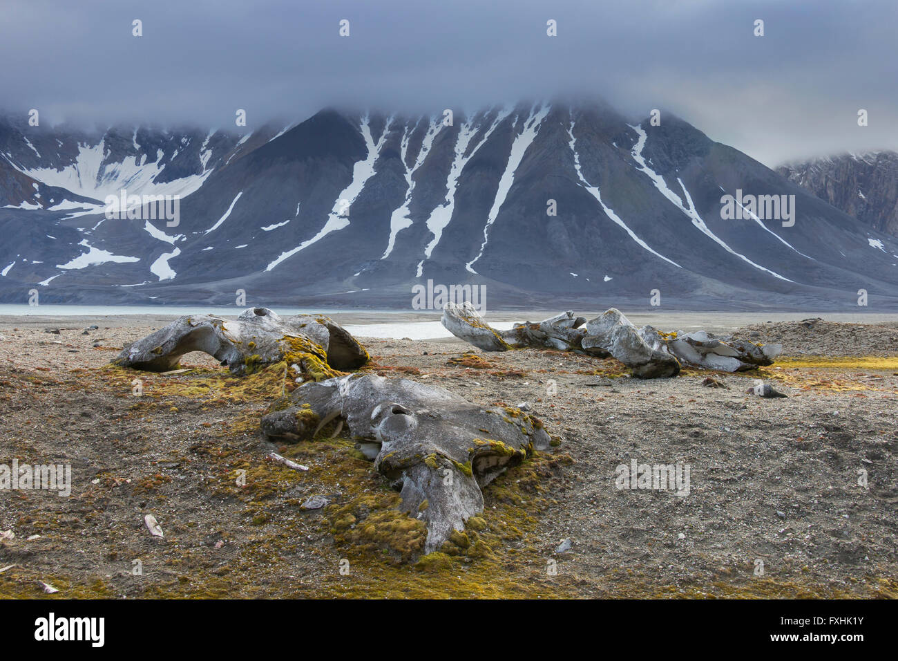 Whale skeleton norway hi-res stock photography and images - Alamy