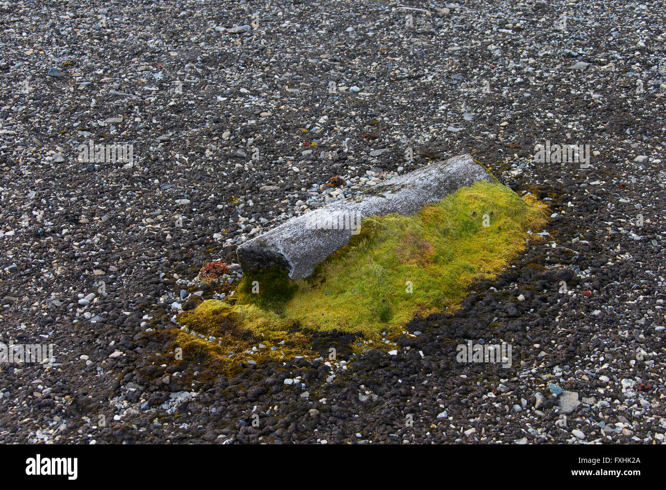 Discarded bone of bowhead whale (Balaena mysticetus) in Arctic ...