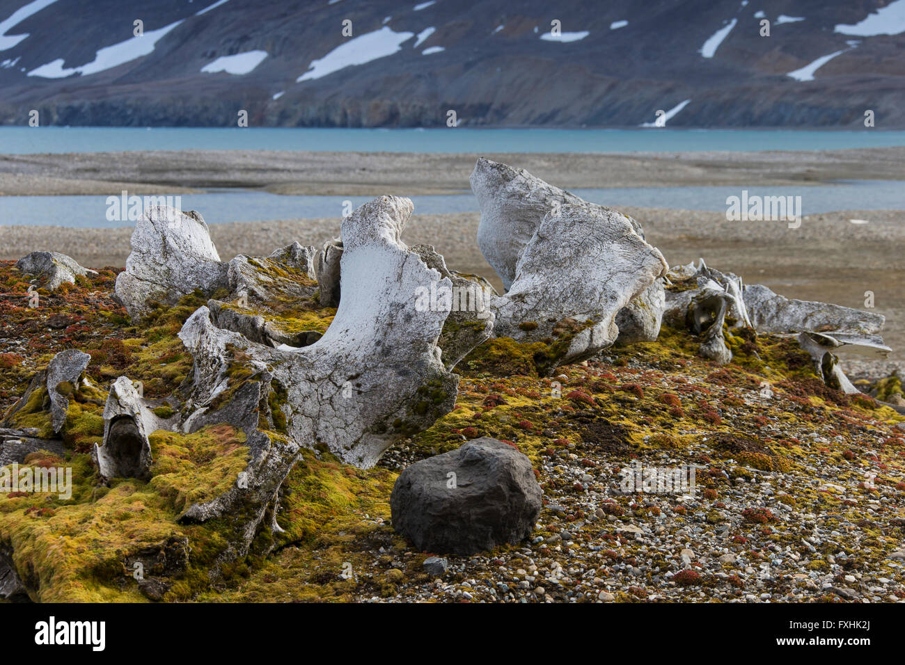 Bowhead whale bone hi-res stock photography and images - Alamy