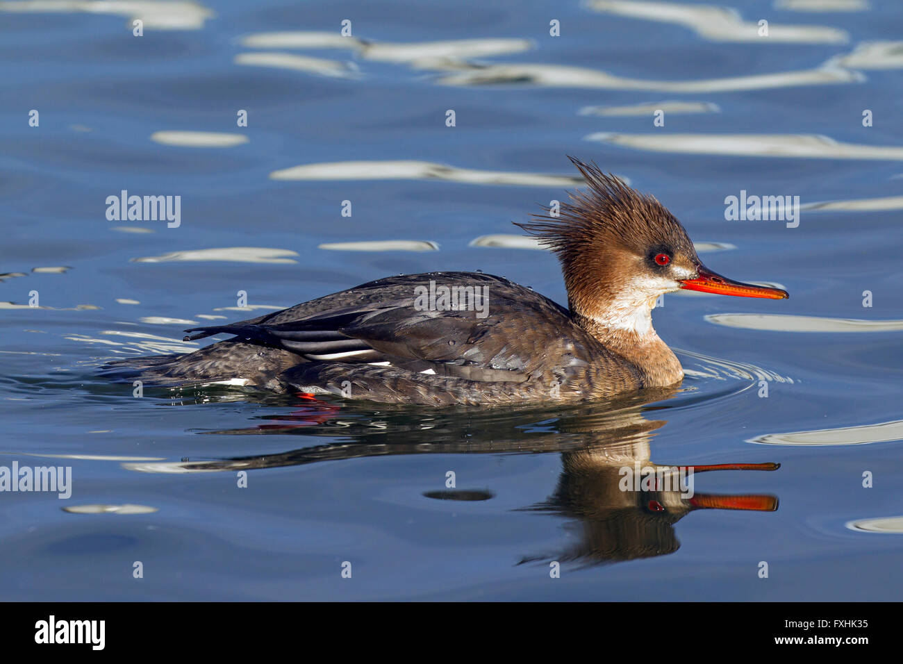 Red Breasted Merganser Winter